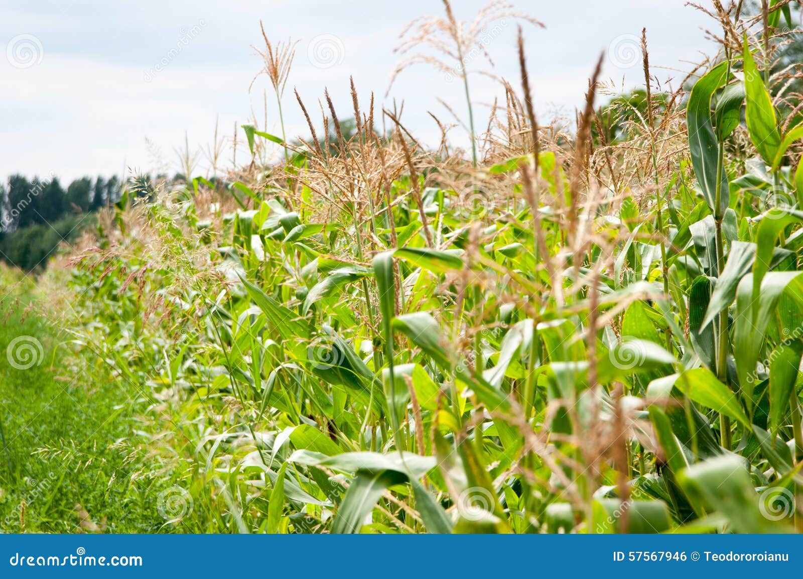 Long corn row stock photo. Image of farm, forest, agricultural - 57567946