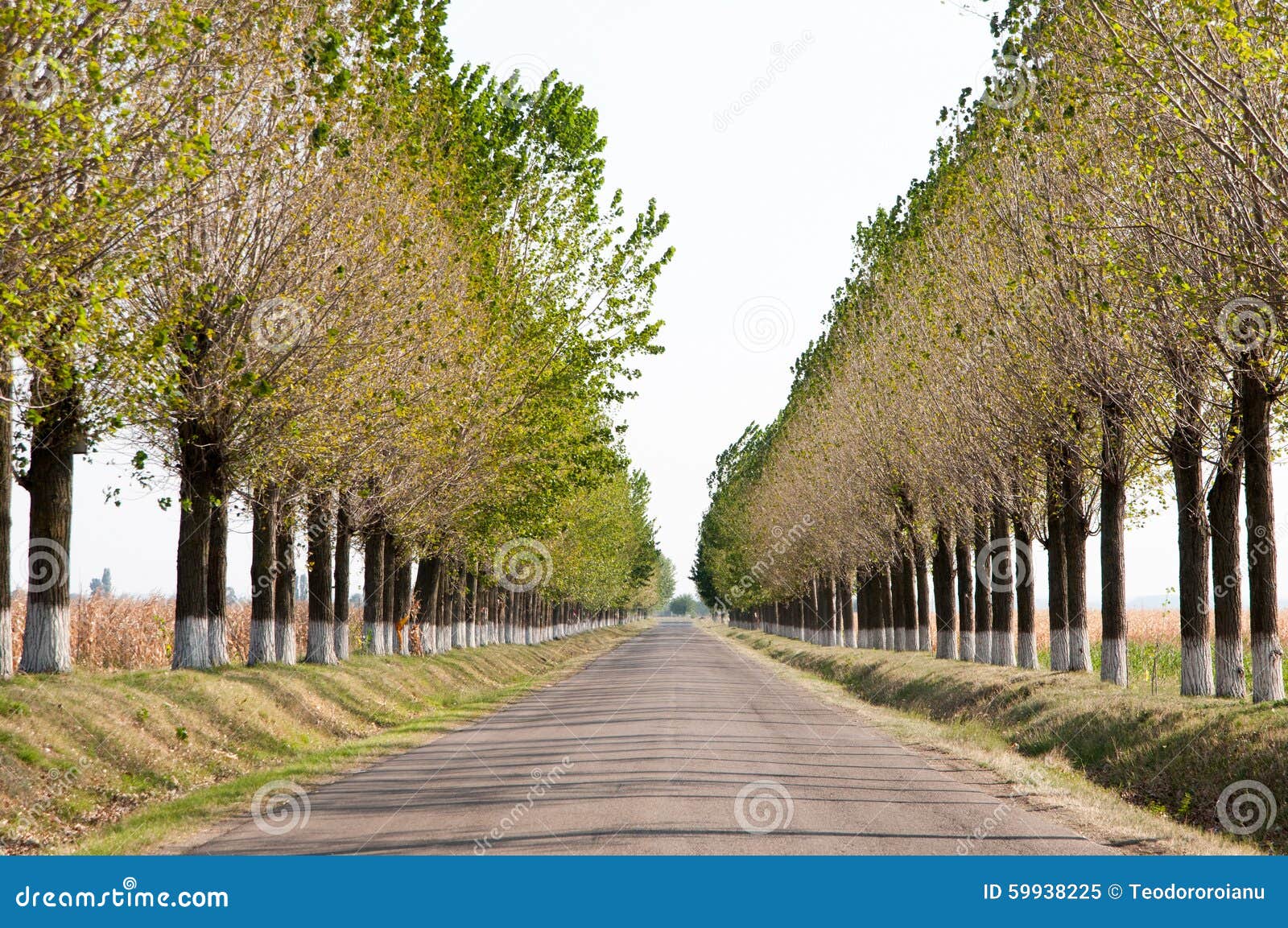 Long country road stock image. Image of straight, travel - 59938225