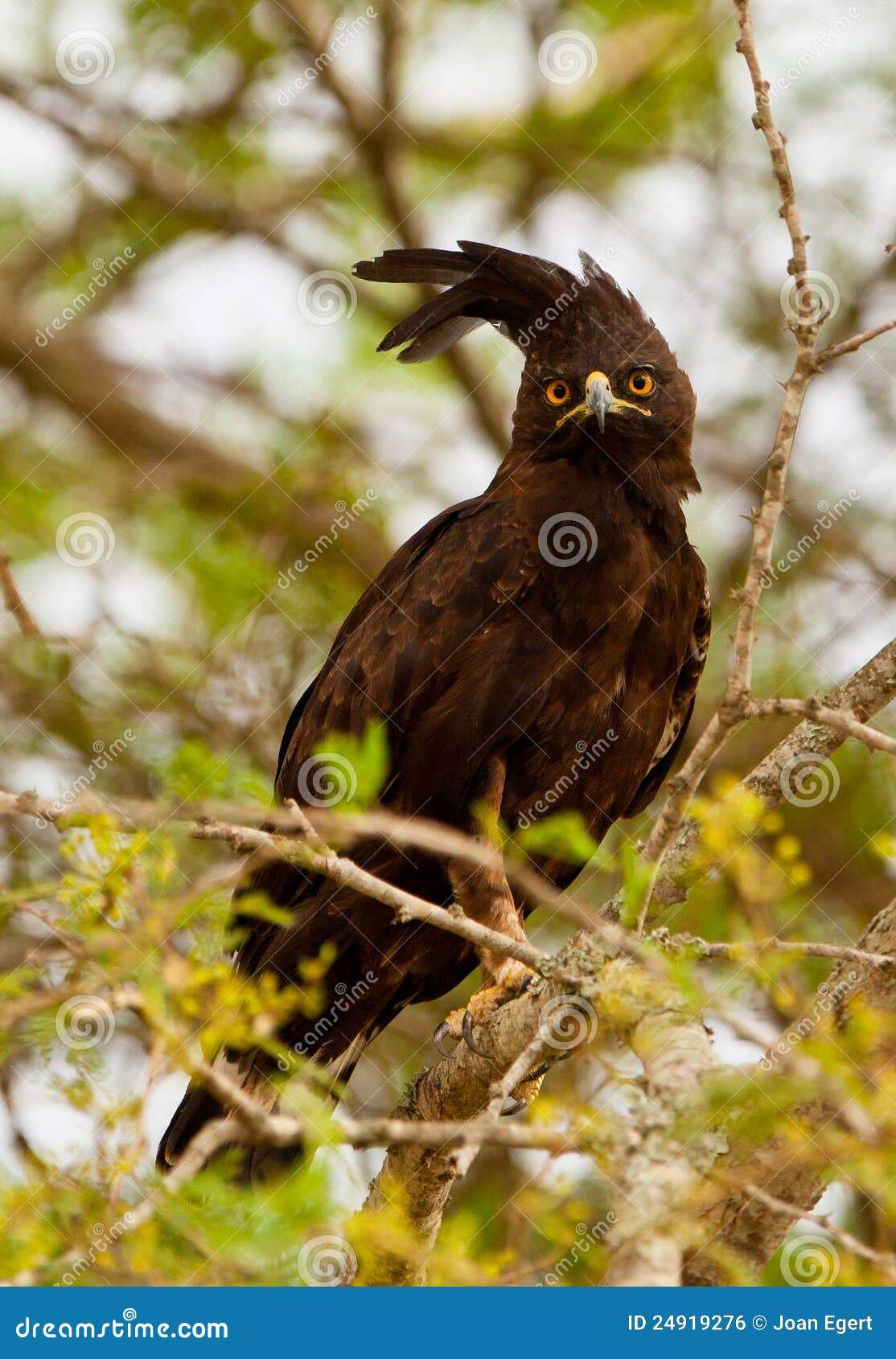 Long-crested Eagle stock photo. Image of crested, exotic - 24919276