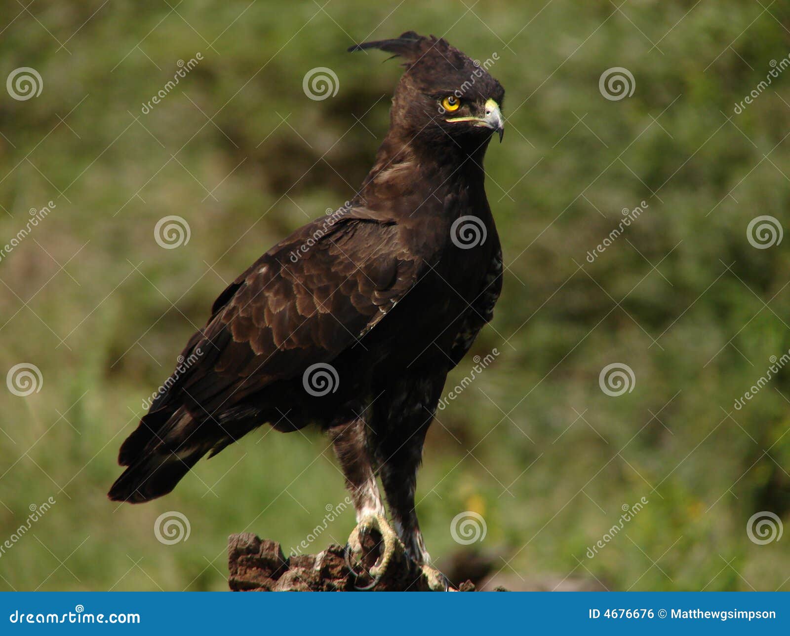 Long Crested Eagle stock photo. Image of long, africa - 4676676