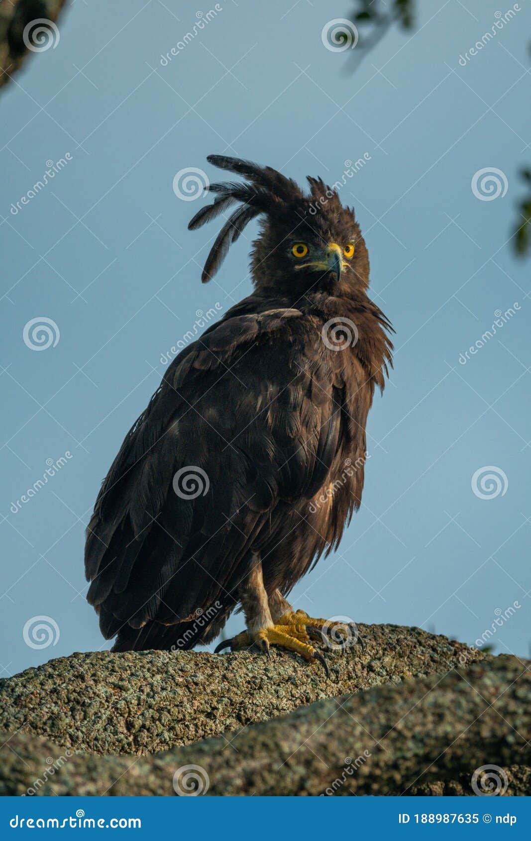 Long-crested Eagle on Branch Against Blue Sky Stock Image - Image of ...