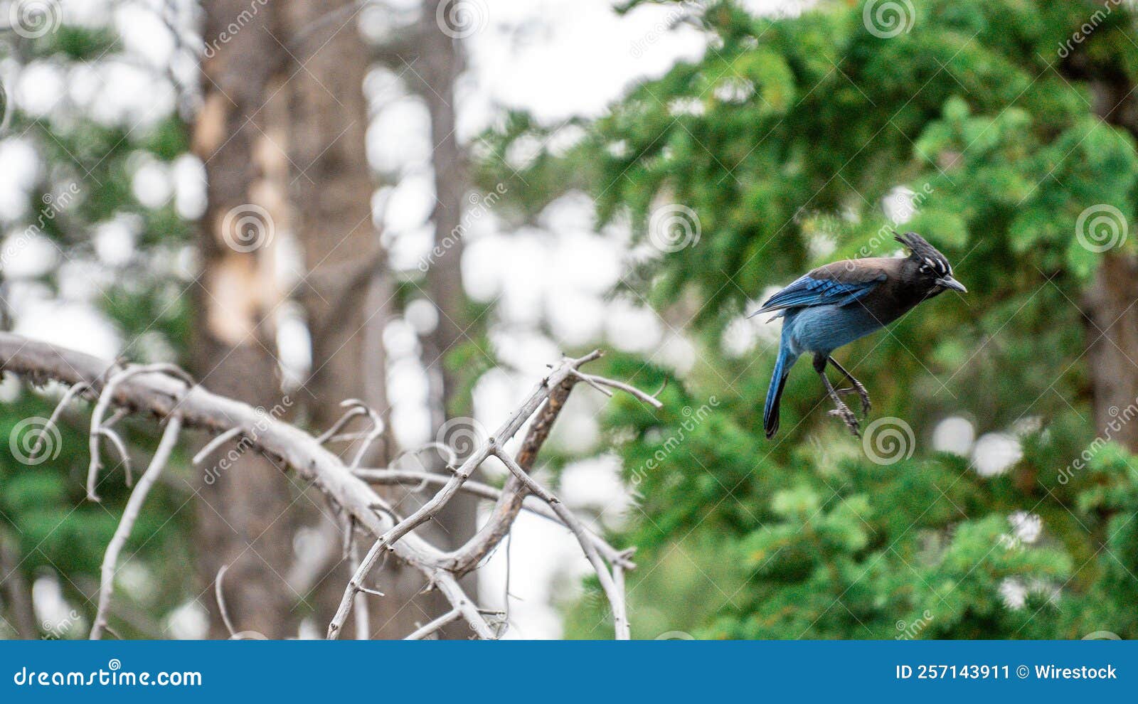 Long-crested Jay Bird Jumping from a Tree Branch in the Forest Stock ...