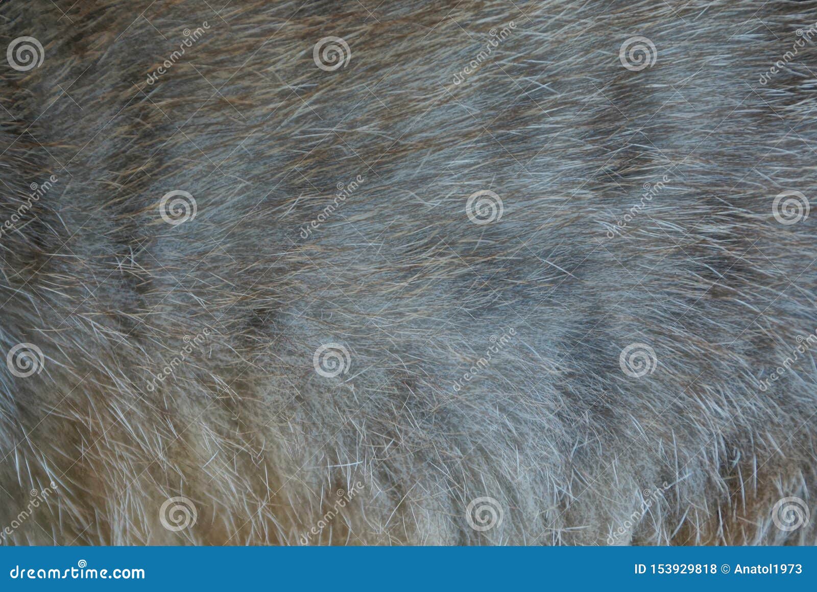 Long Crumpled Gray Animal Fur Stock Photo - Image of closeup, clothing ...