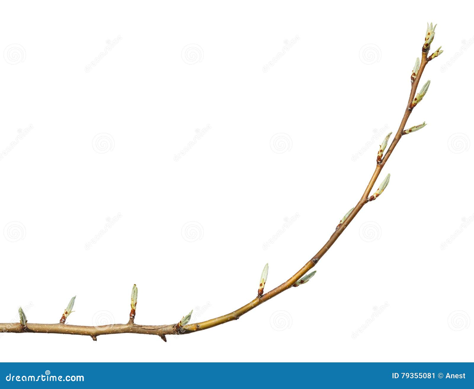 Long curved twig stock image. Image of brown, season - 79355081