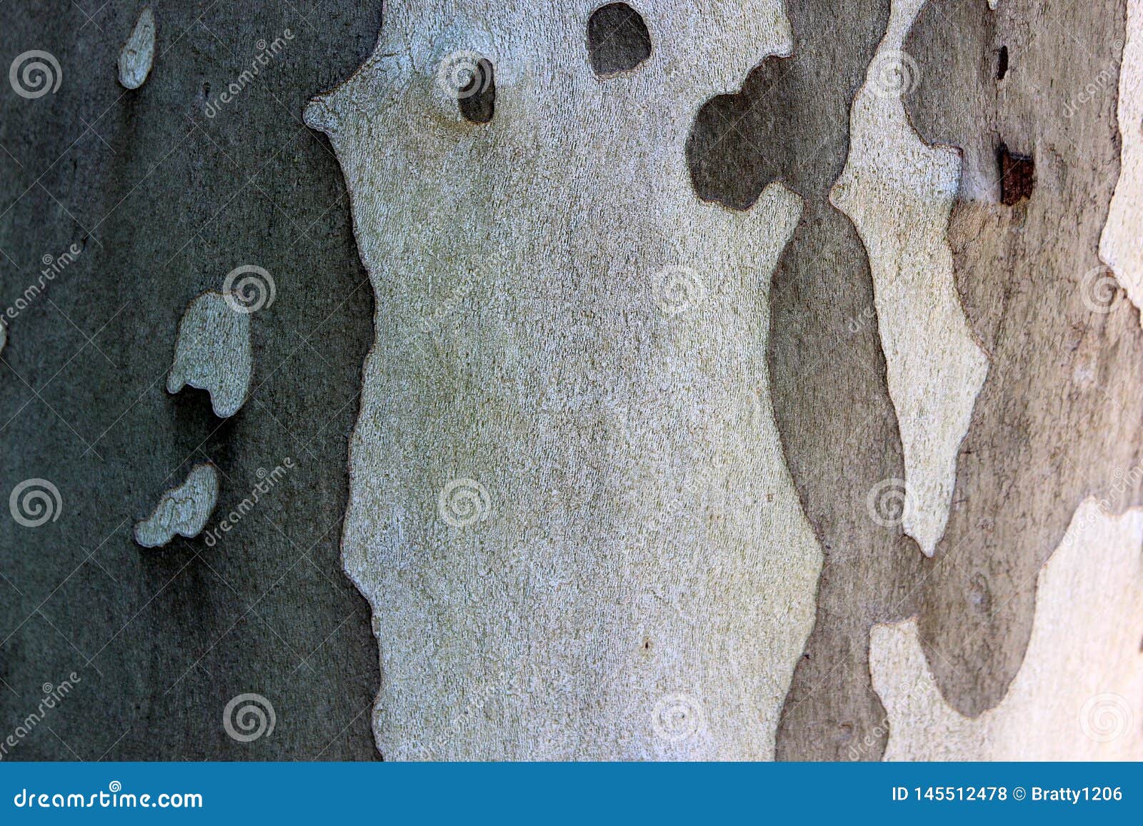 Interesting Background of Curving Lines of Tree Bark in Various Colors ...