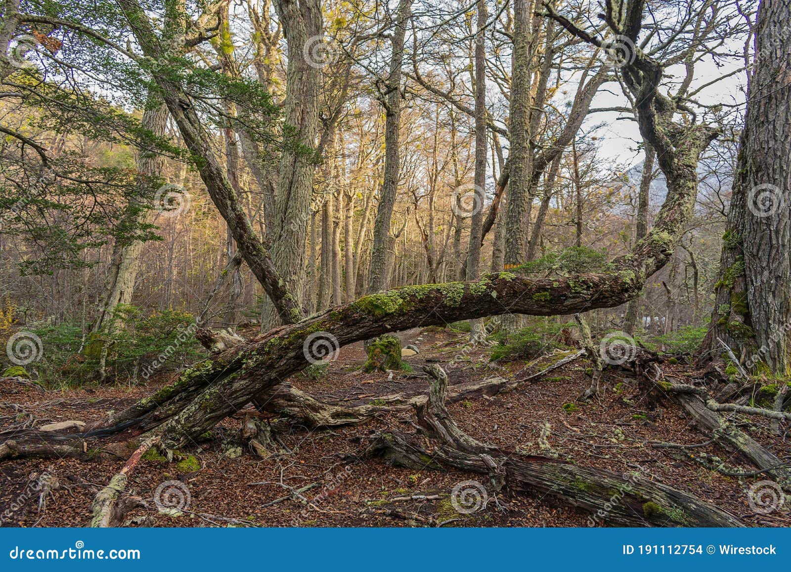 Long Curvy Tree Trunk Covered in Moss Growing in a Forest Stock Photo ...