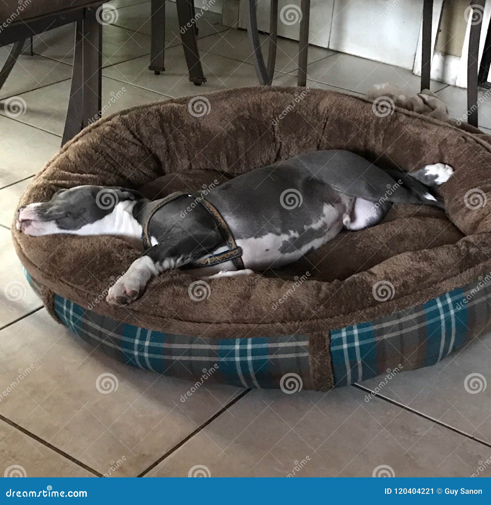 Long day stock image. Image of kash, long, blue, loves - 120404221