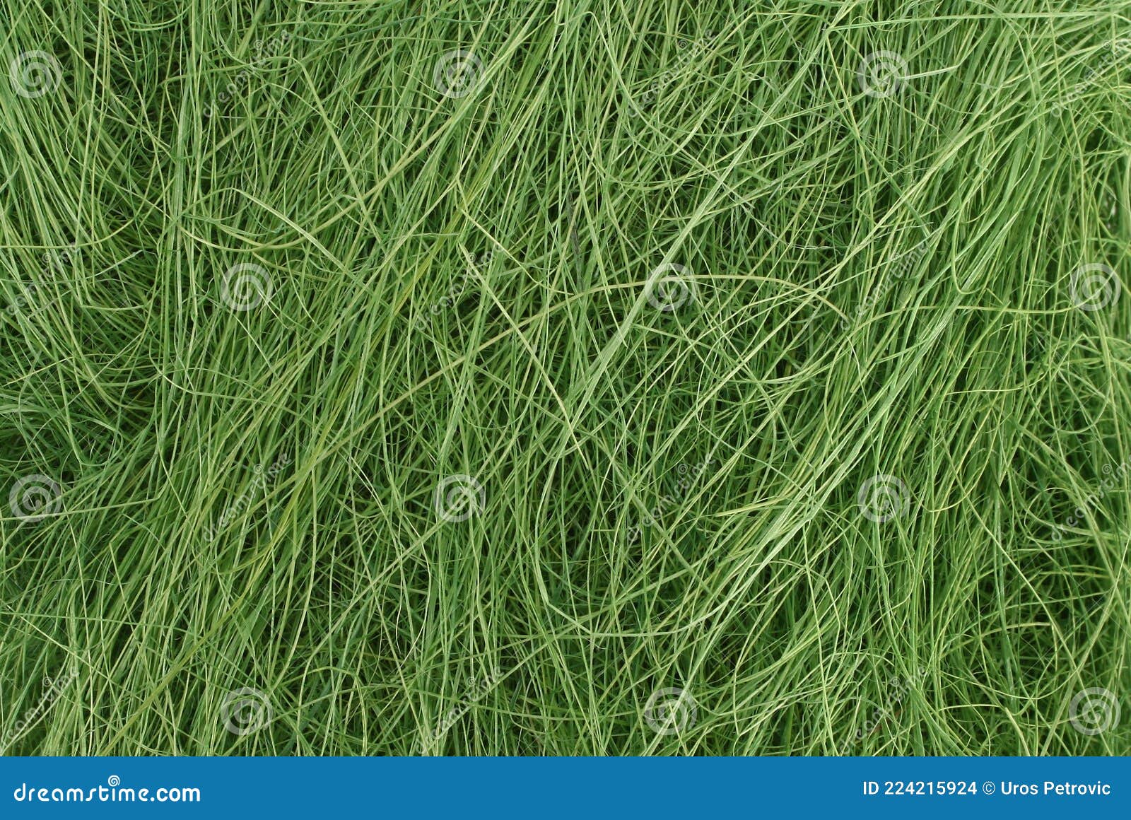Long deep green grass stock photo. Image of pasture - 224215924