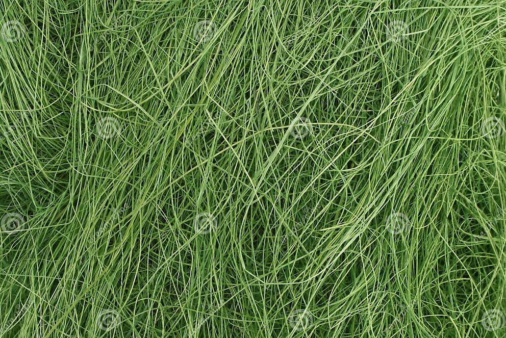 Long deep green grass stock photo. Image of pasture - 224215924