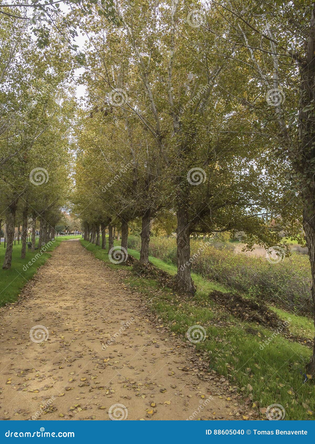 Long dirt road path stock photo. Image of long, road - 88605040