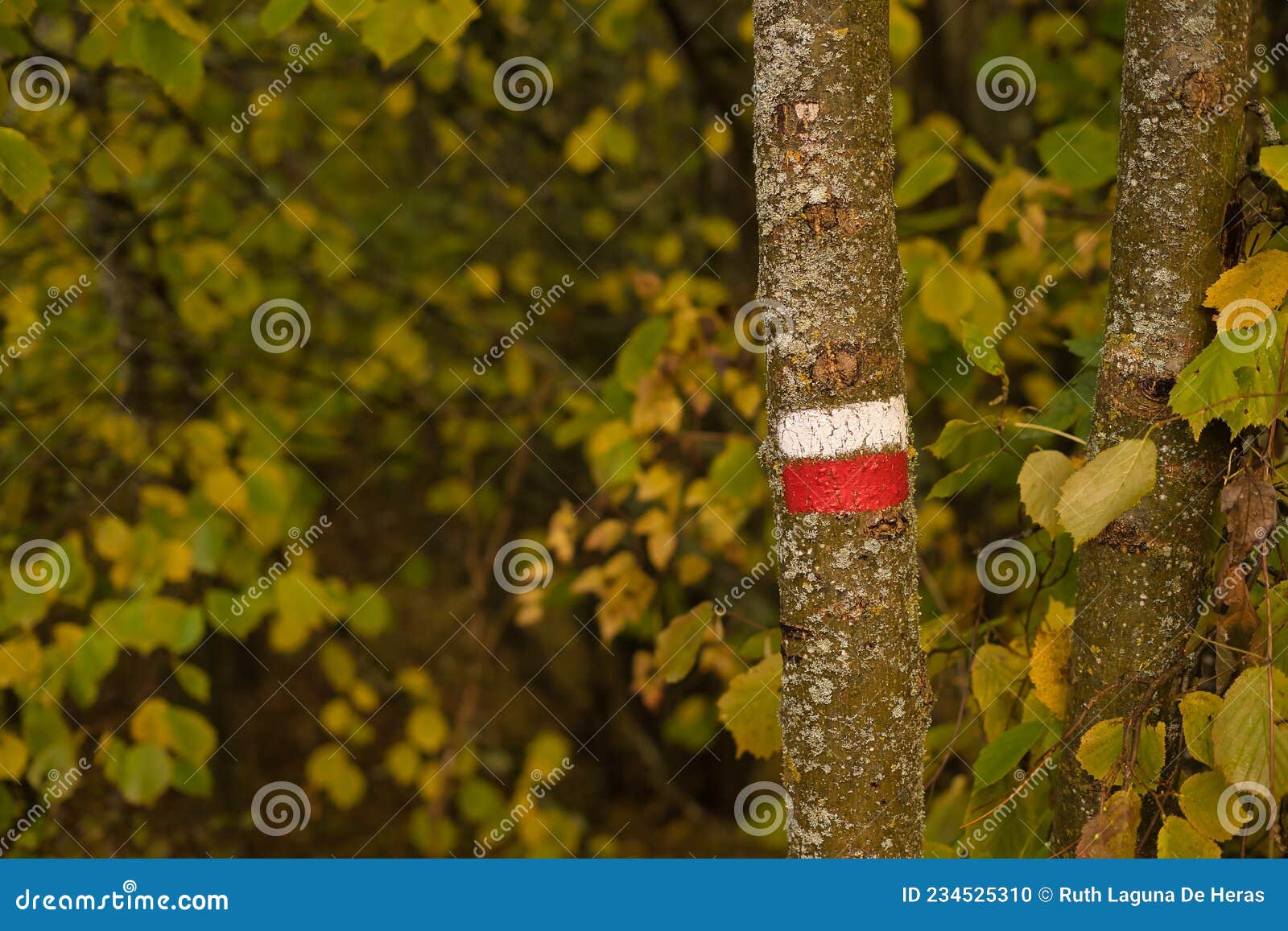 Long Distance Path Symbol in the Forest Stock Photo - Image of decision ...