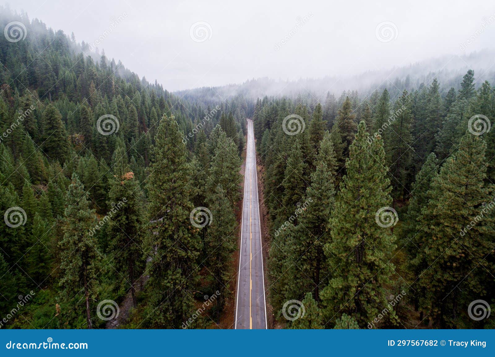Long Drive through the Forrest Stock Photo - Image of woodland, trip ...