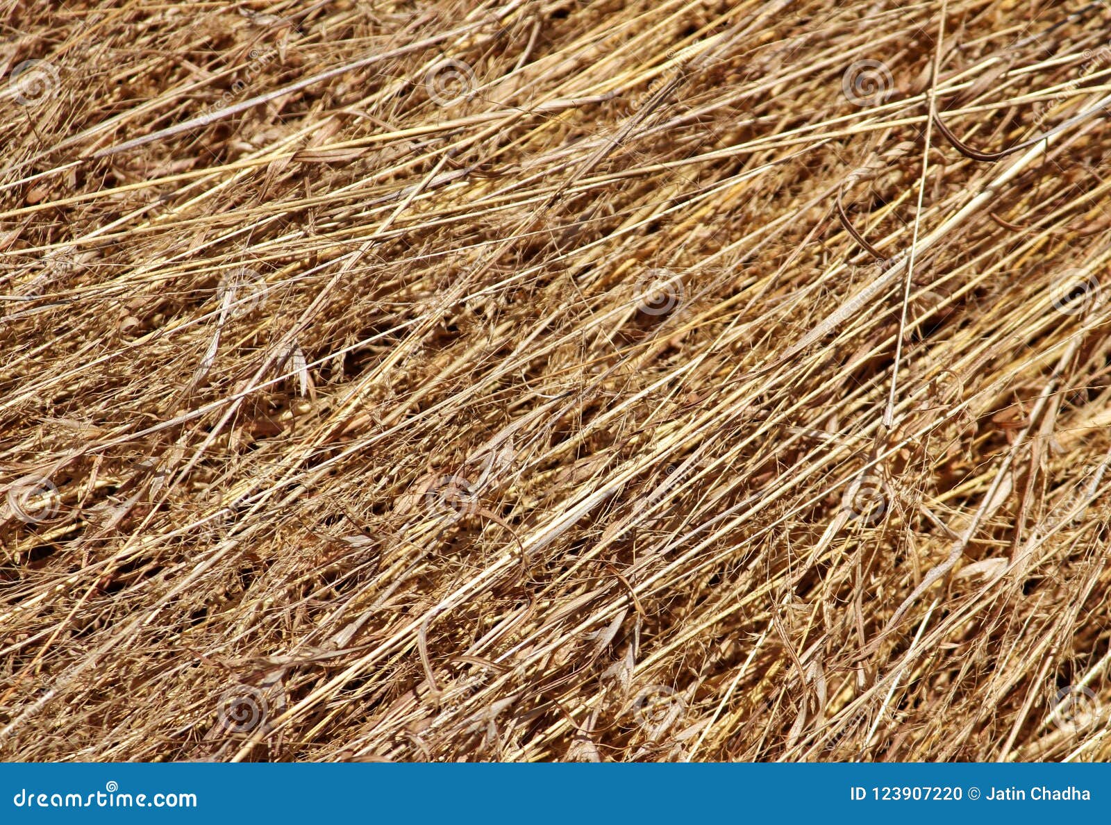 Long dry grass background stock photo. Image of natural - 123907220