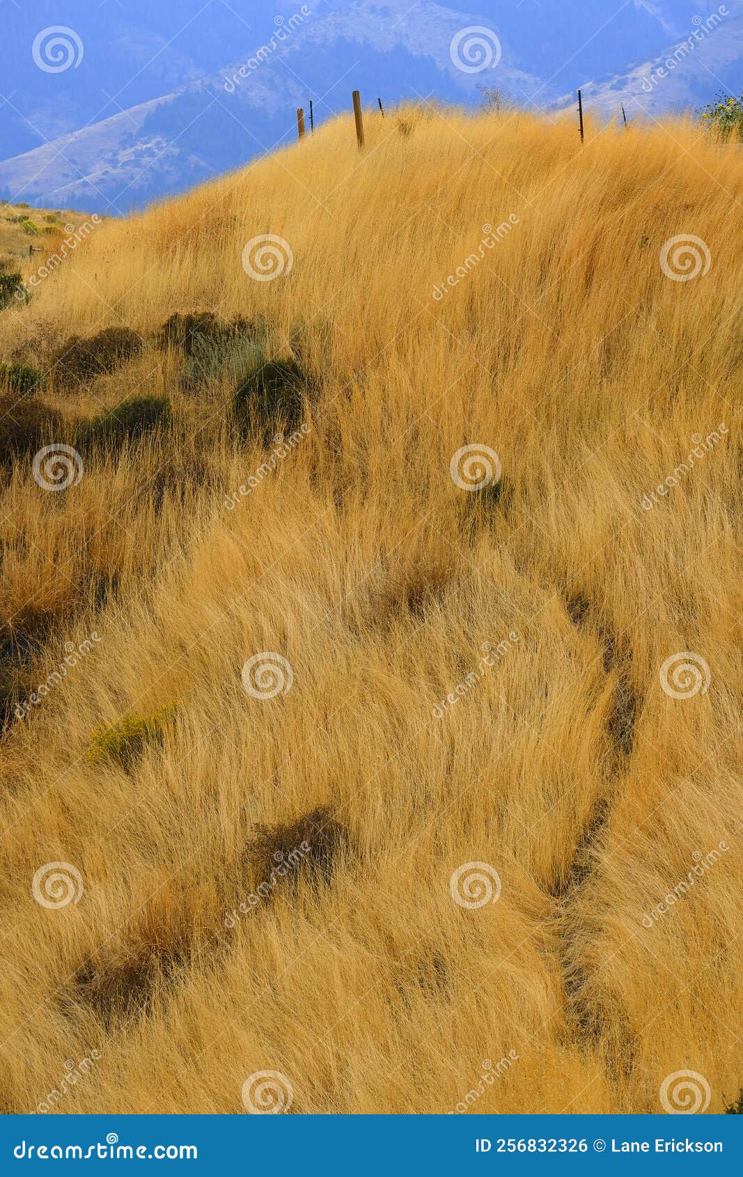 Long Dry Grass on Hillside with Mountains in Background Stock Photo ...