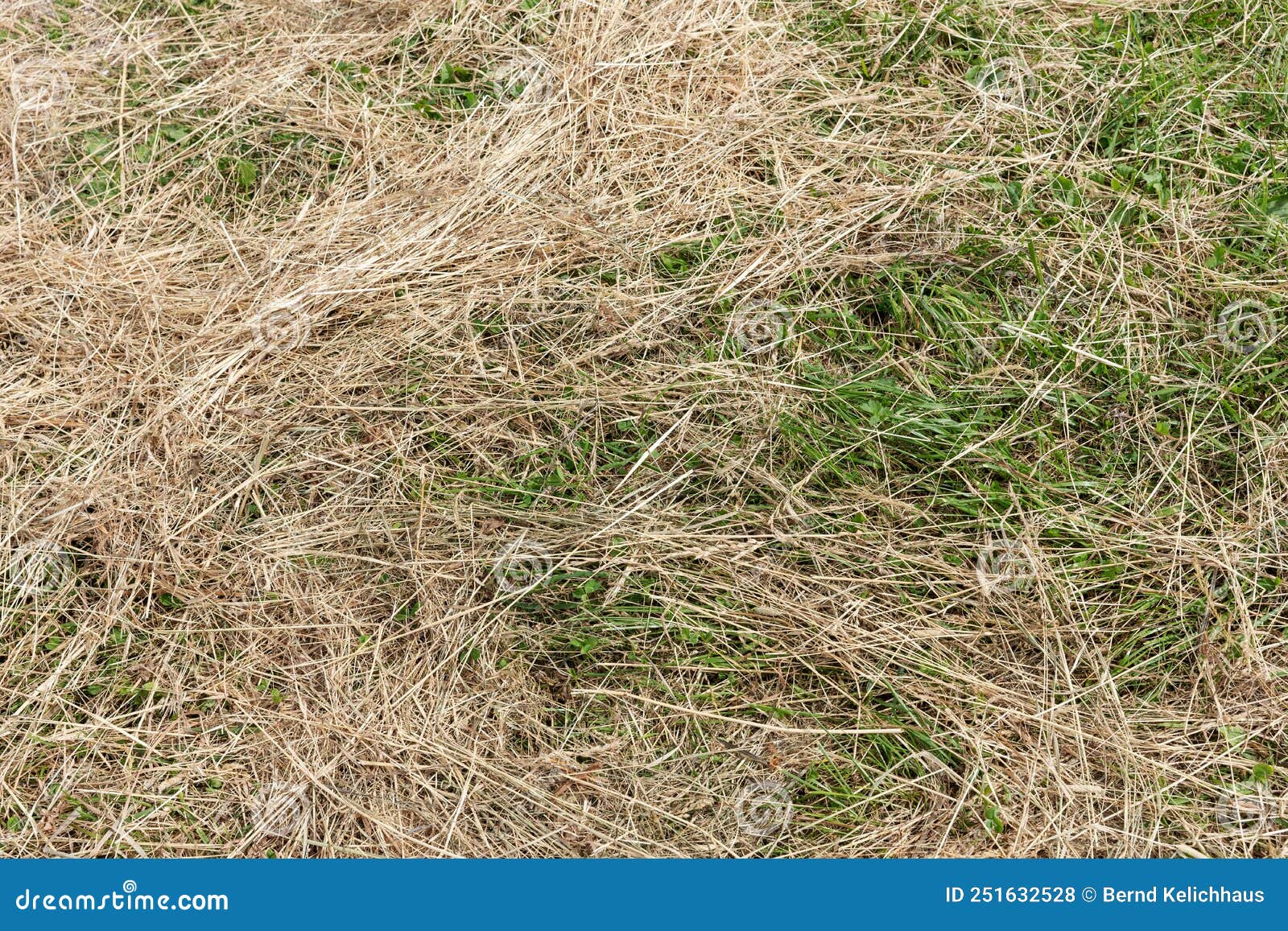 Long Dry Grass on the Meadow. Natural Background Stock Photo - Image of ...