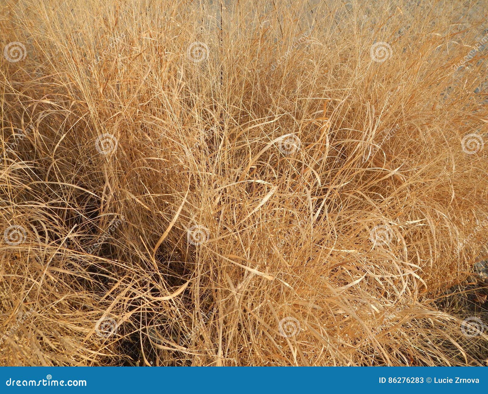 Long dry grass on a meadow stock image. Image of summer - 86276283