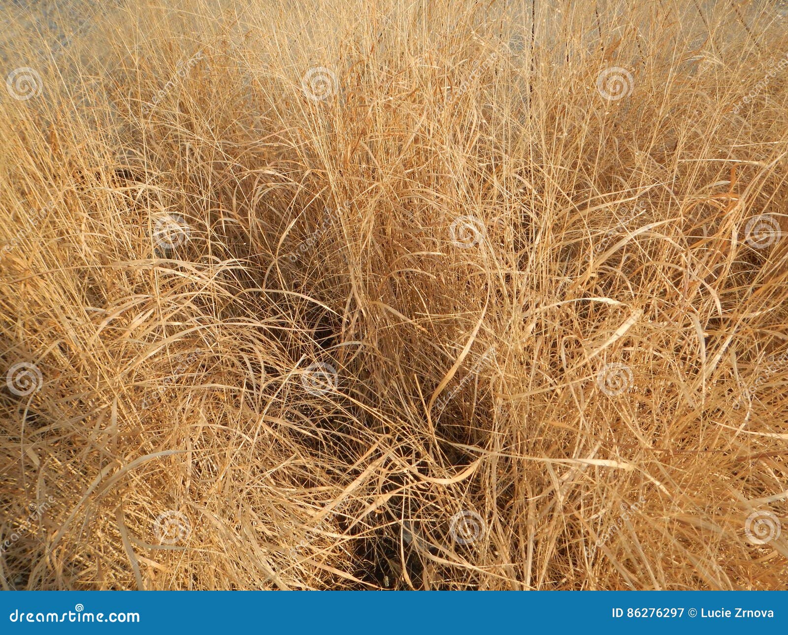 Long dry grass on a meadow stock image. Image of beige - 86276297