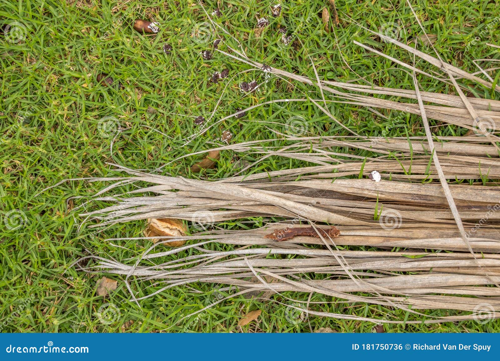 Plant Material Isolated on a Green Patch Stock Photo - Image of pattern ...