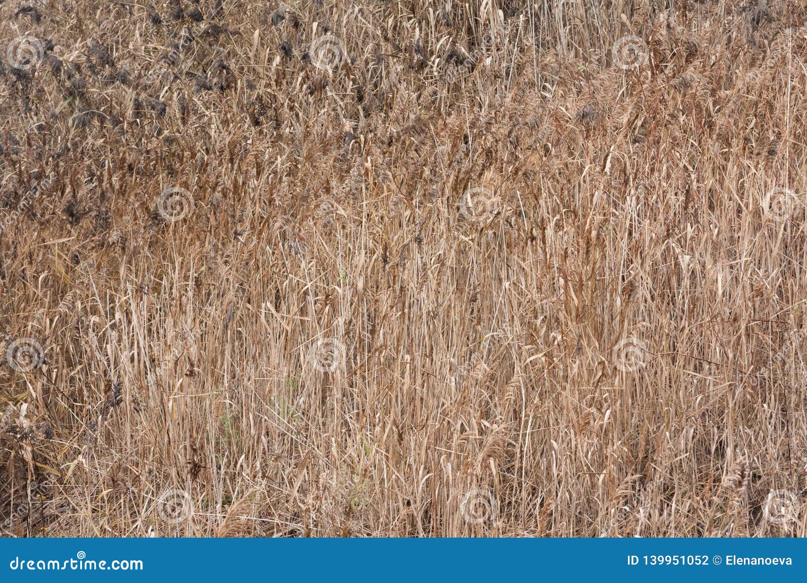 Long Dry Yellow Grass As Background at Autumn Stock Photo - Image of ...
