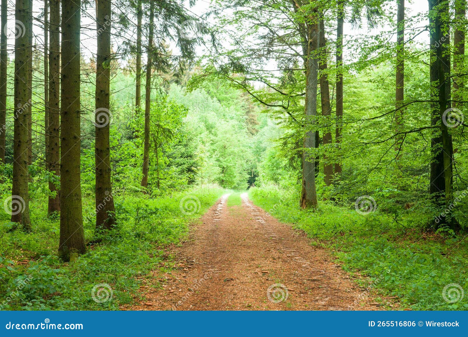 Long Dusty Trail through a Bright Green Lush Forest Stock Photo - Image ...