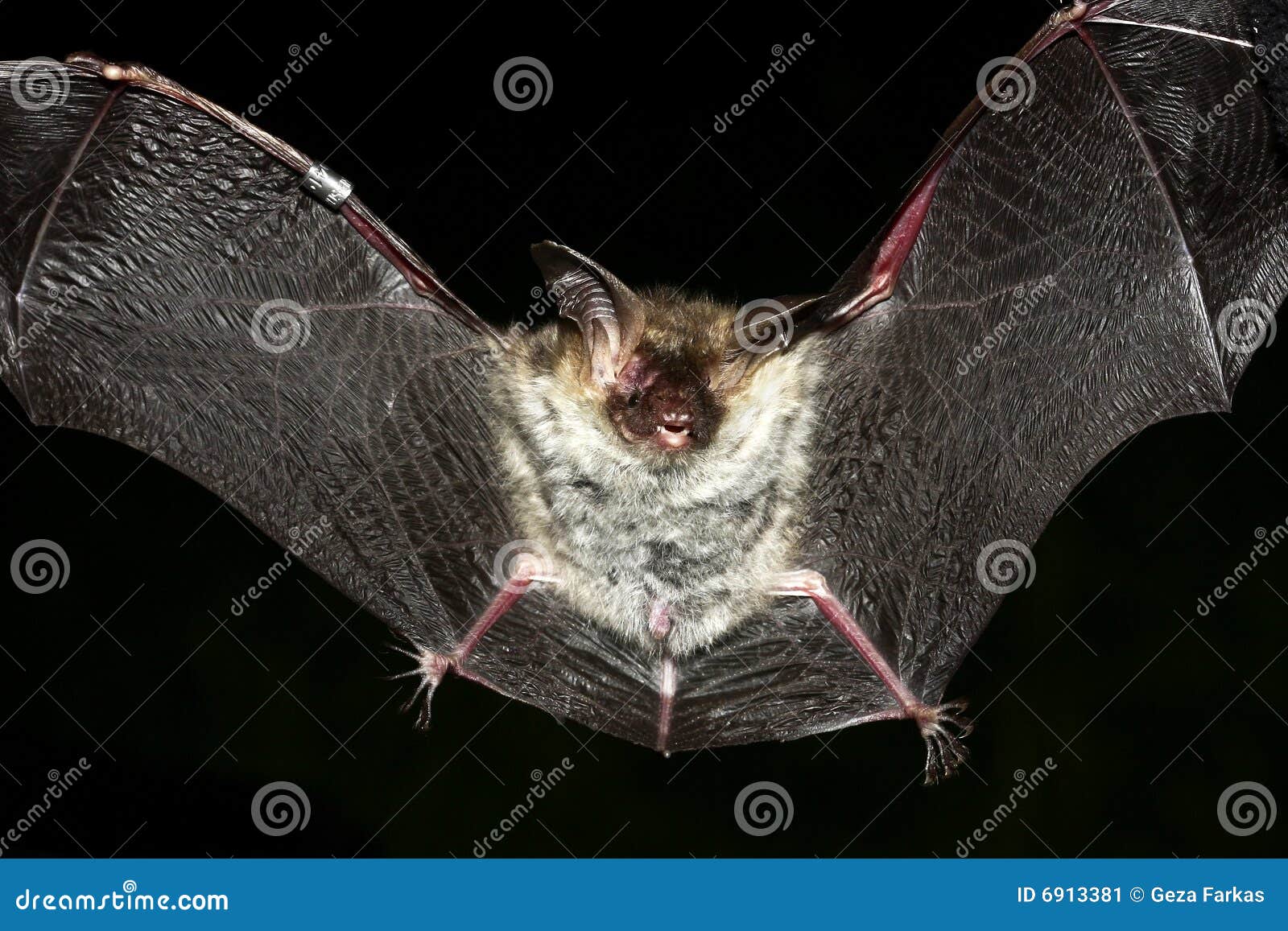 Long ear bat stock image. Image of flight, evil, claws - 6913381