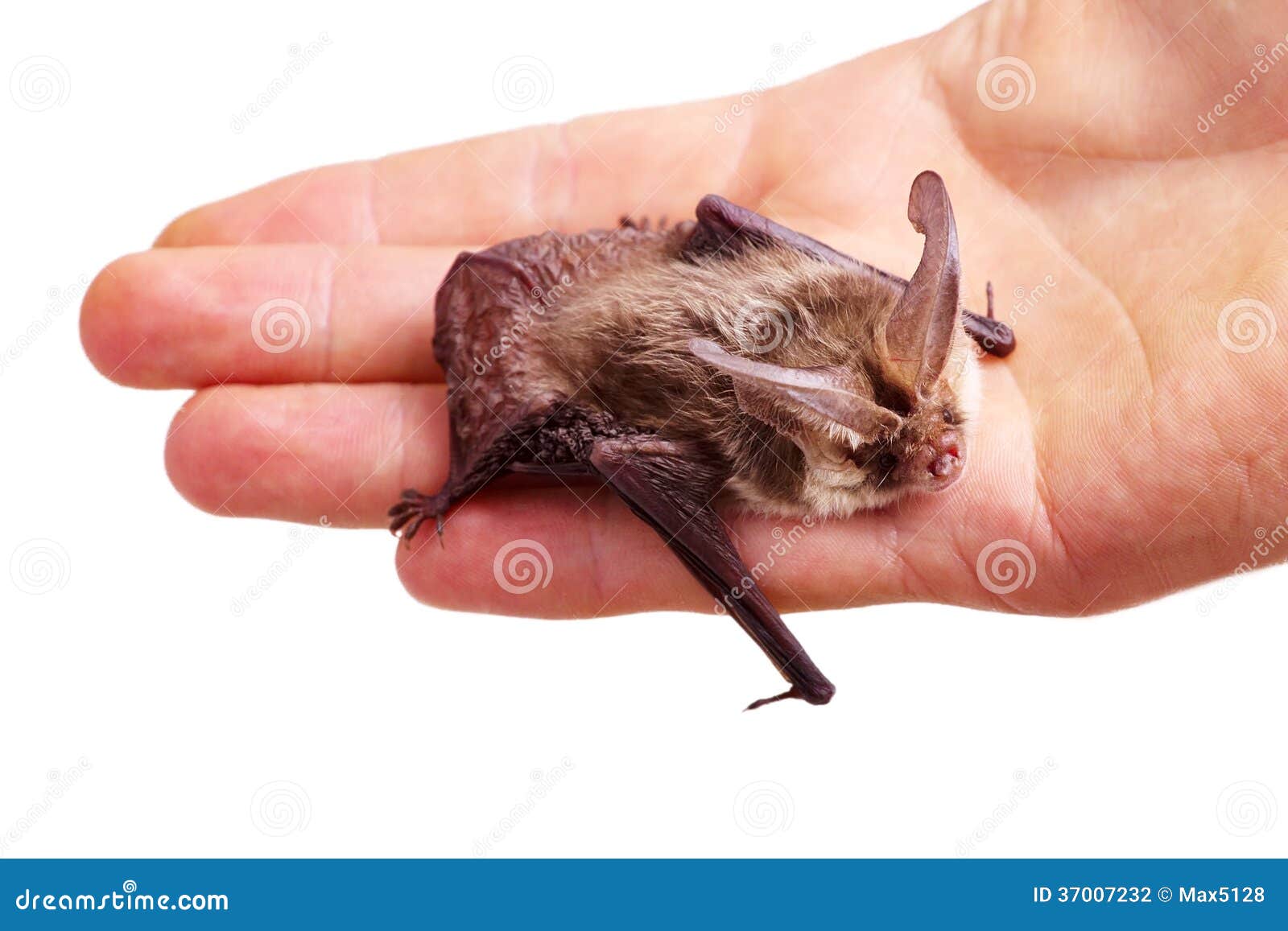 Long-eared bat on hand stock photo. Image of species - 37007232