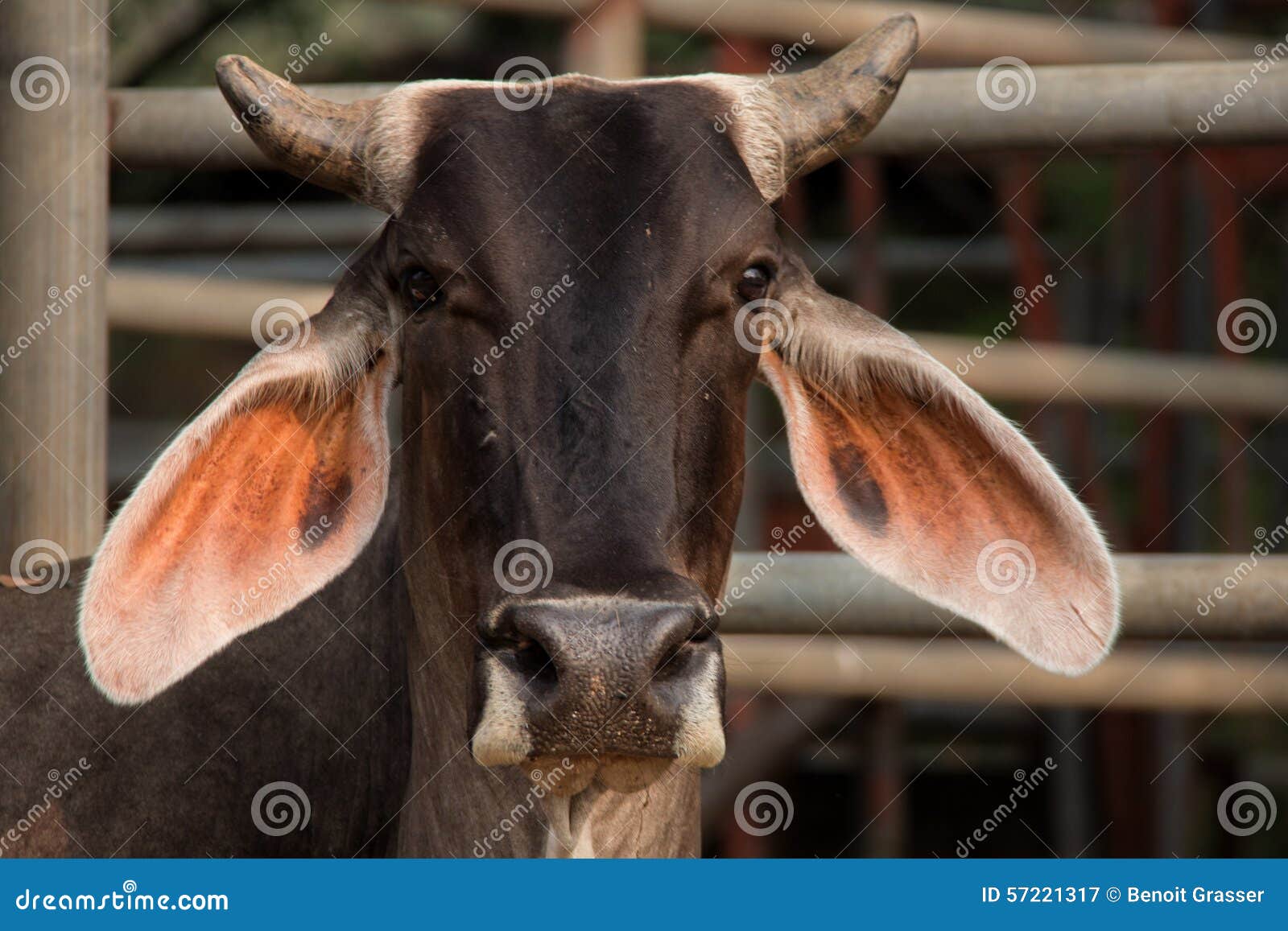 Long eared cow in thailand stock image. Image of asia - 57221317