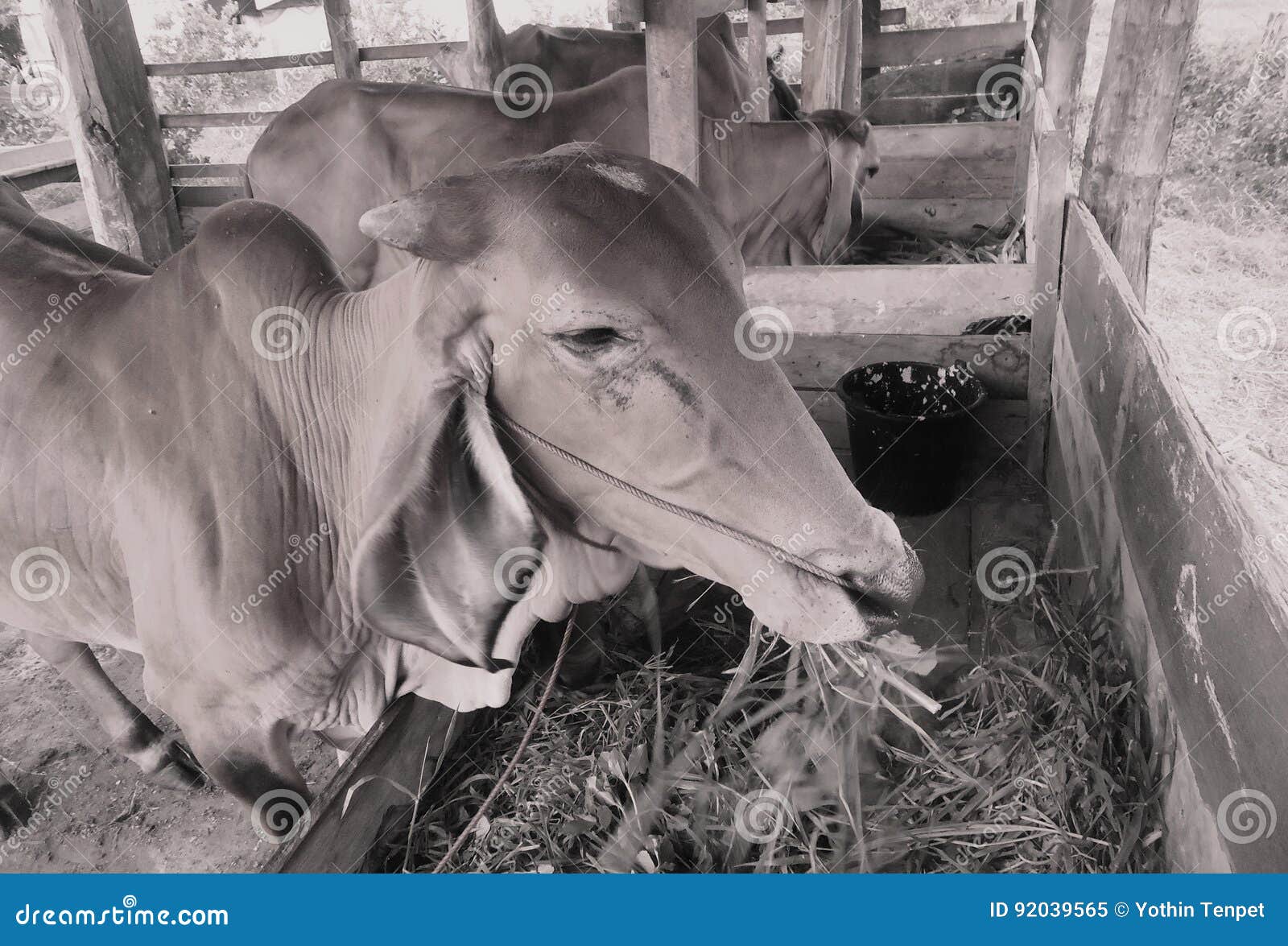 Long eared cow in Thailand stock image. Image of eared - 92039565
