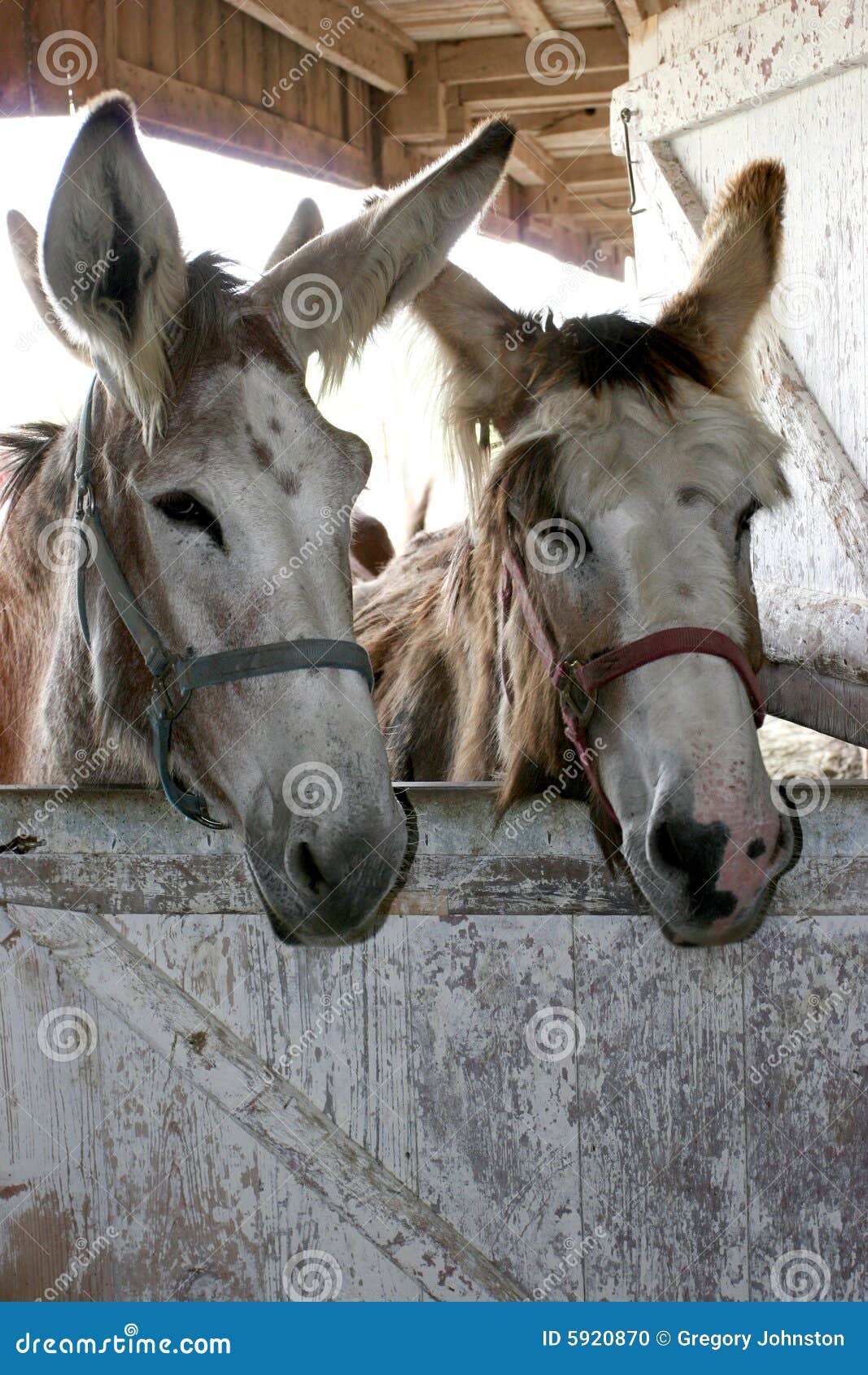 Long eared donkeys stock photo. Image of burros, donkies - 5920870