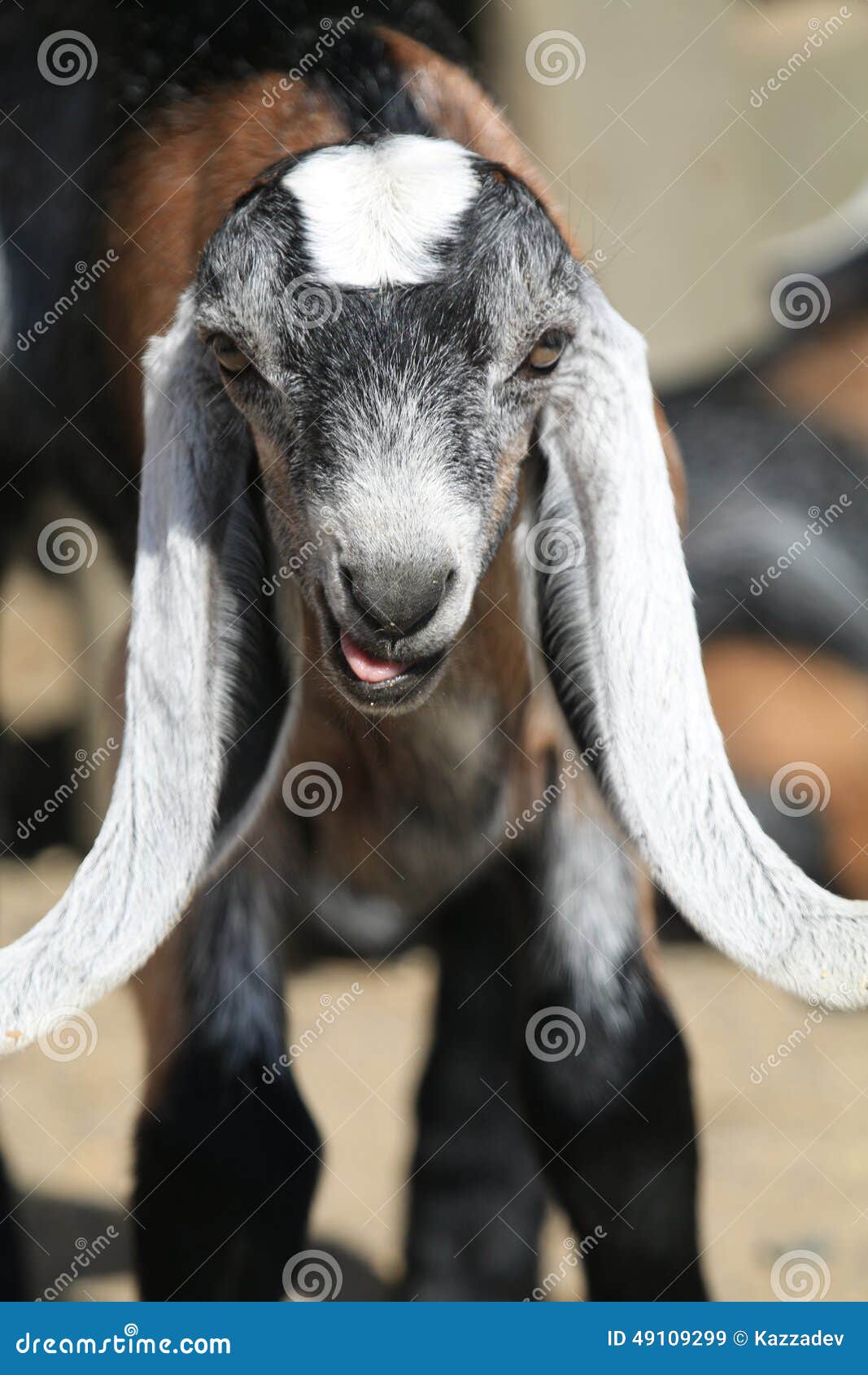 Long Eared Goat stock image. Image of goat, farmland - 49109299
