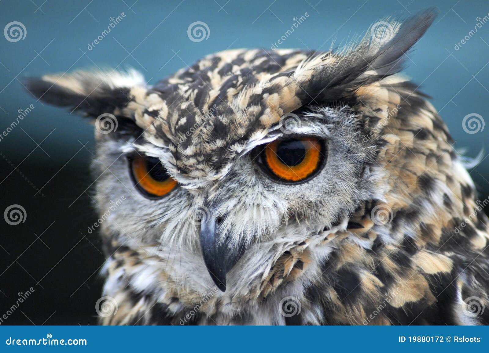 Long Eared owl stock photo. Image of horn, rusty, tufted - 19880172