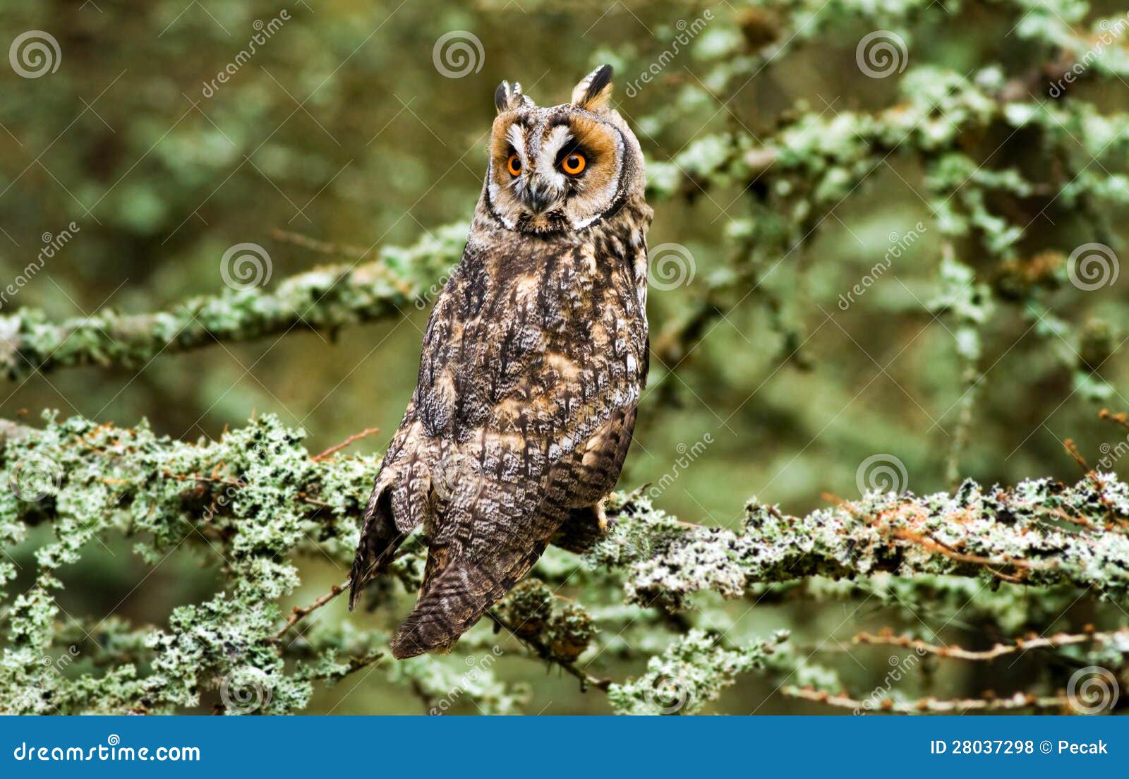 Long eared owl stock photo. Image of poster, nigh, wallpaper - 28037298