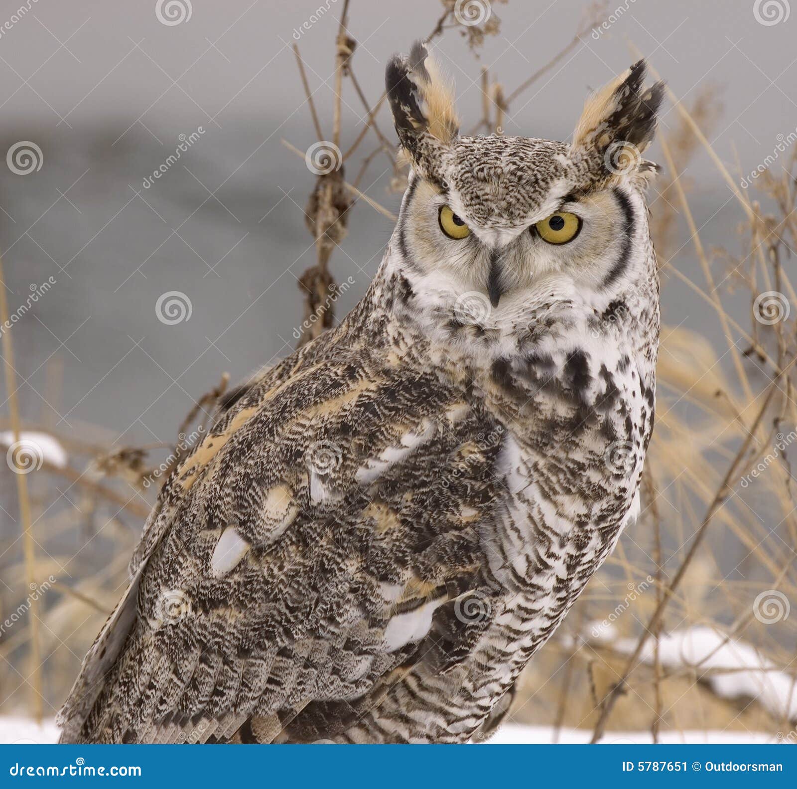 Long eared owl stock image. Image of close, outdoors, nature - 5787651
