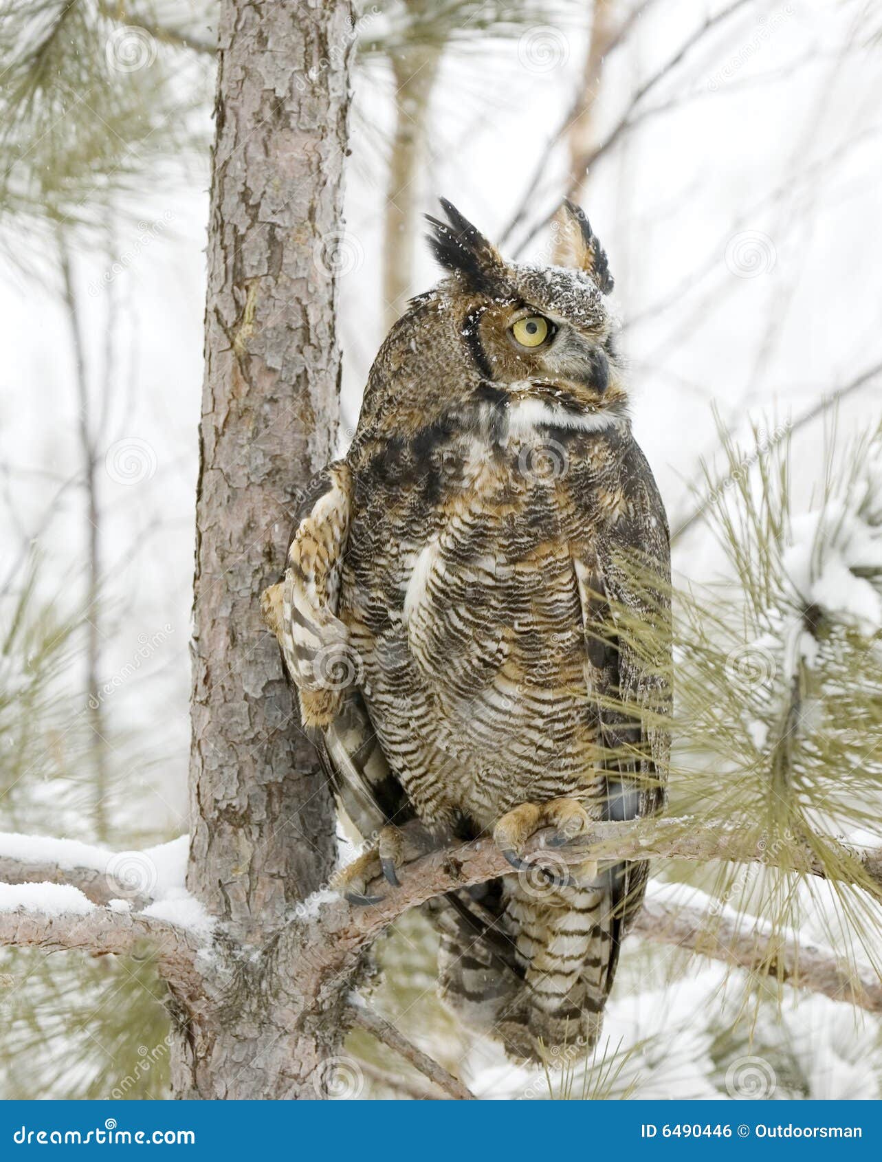 The Long-eared Owl Asio Otus . The Long-eared Owl Female Hatches On ...