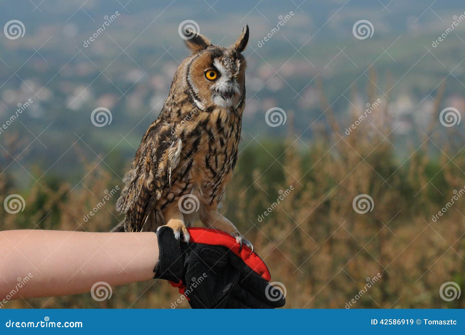 Long-eared Owl (Asio Otus, Previously Strix Otus) Stock Image - Image ...