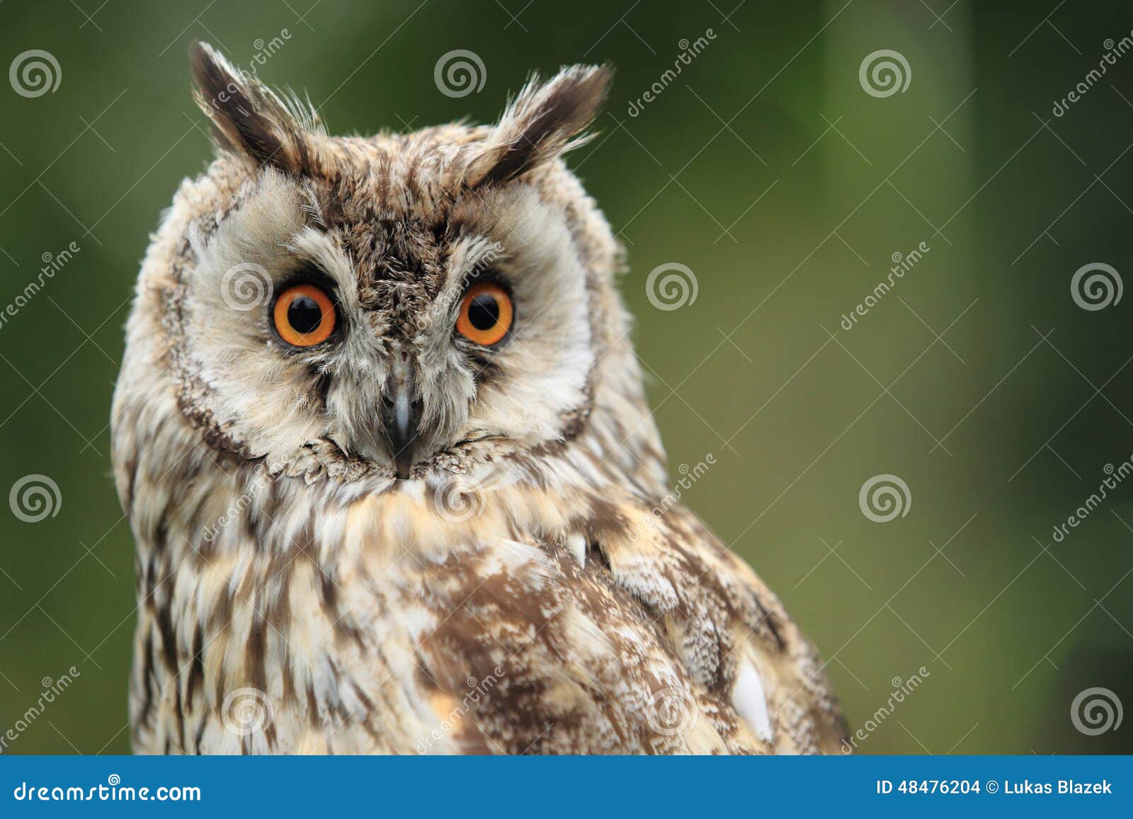 Long-eared owl stock photo. Image of bird, otus, asio - 48476204