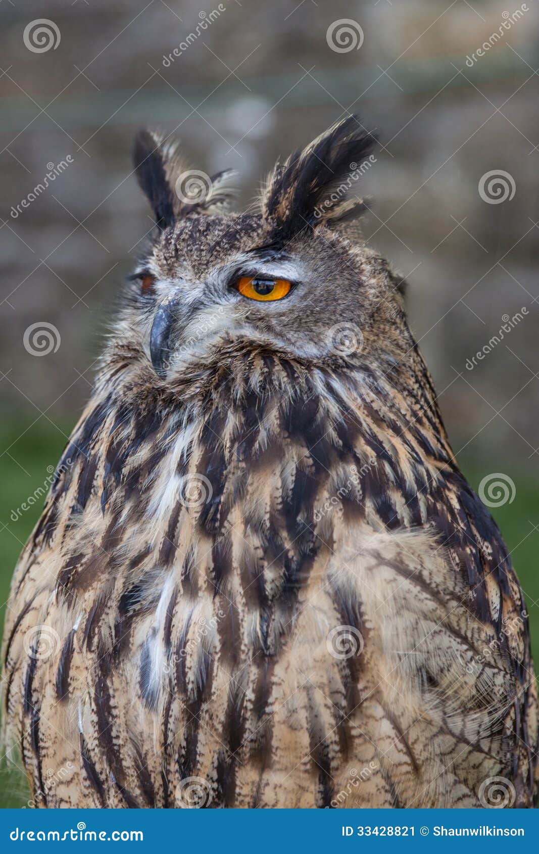 Fat Owl Stock Photos - Download 23 Royalty Free Photos