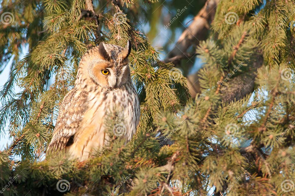 Long Eared Owl on fir tree stock image. Image of otus - 35777861