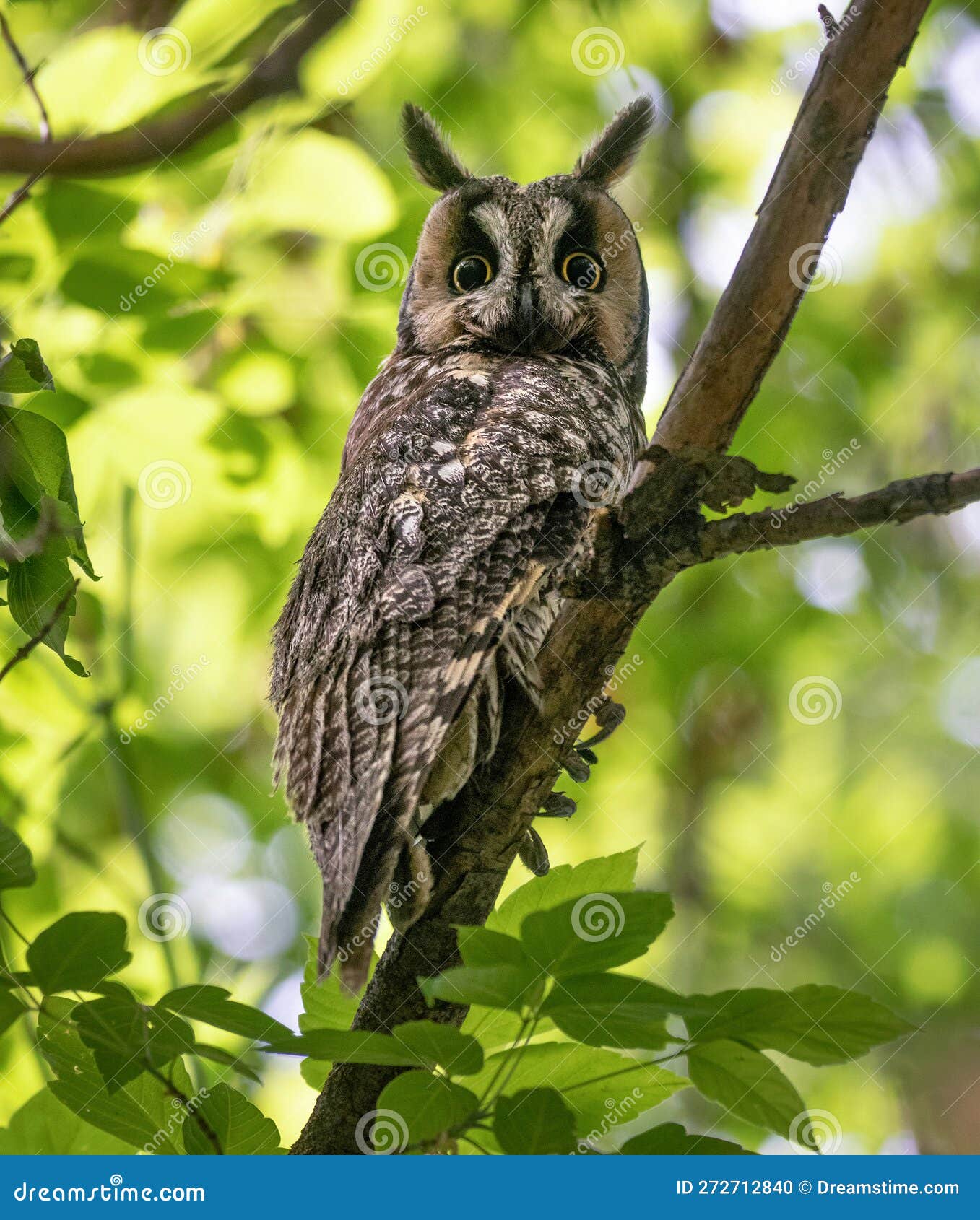 Long Eared Owl in the Forest Stock Photo - Image of wise, beak: 272712840