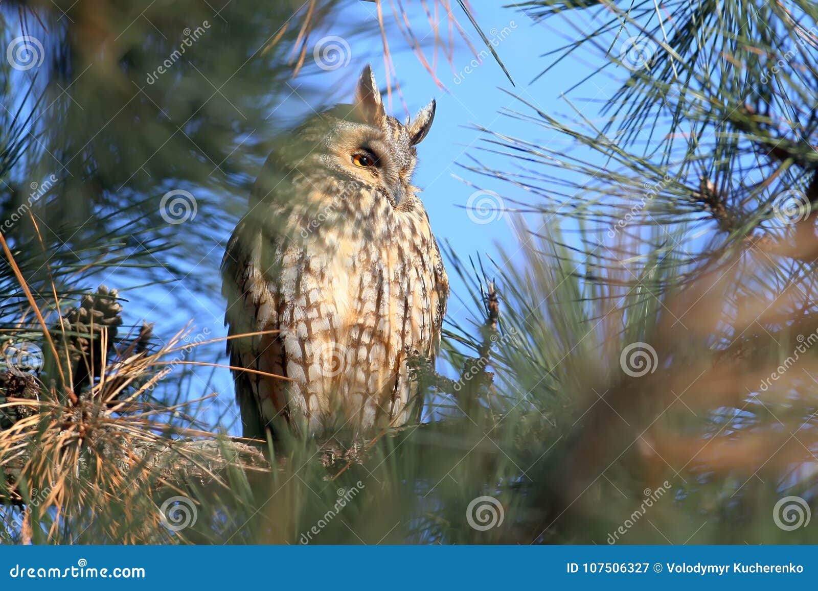A Long-eared Owl Hides in the Branches of a Pine Tree Stock Image ...