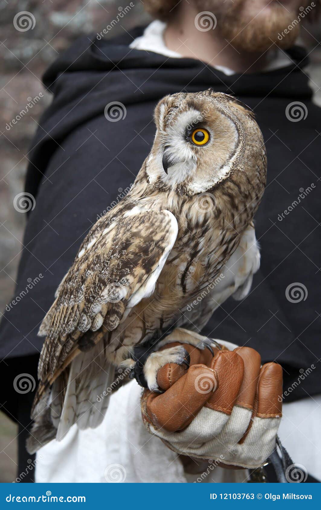Long-eared Owl on Man S Hand Stock Image - Image of orange, hand: 12103763