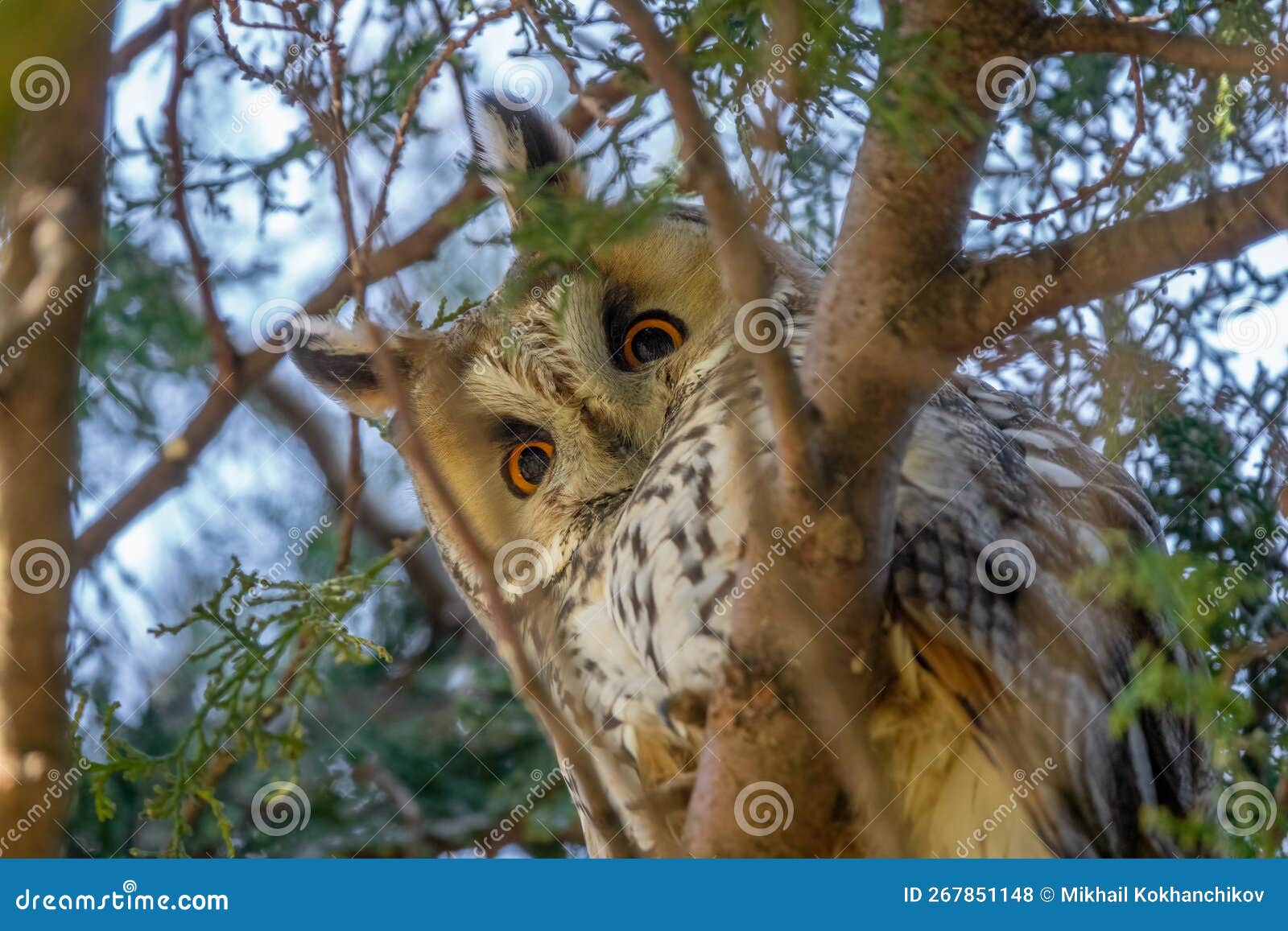 Long-eared Owl on Pine Tree Stock Photo - Image of beak, beautiful ...