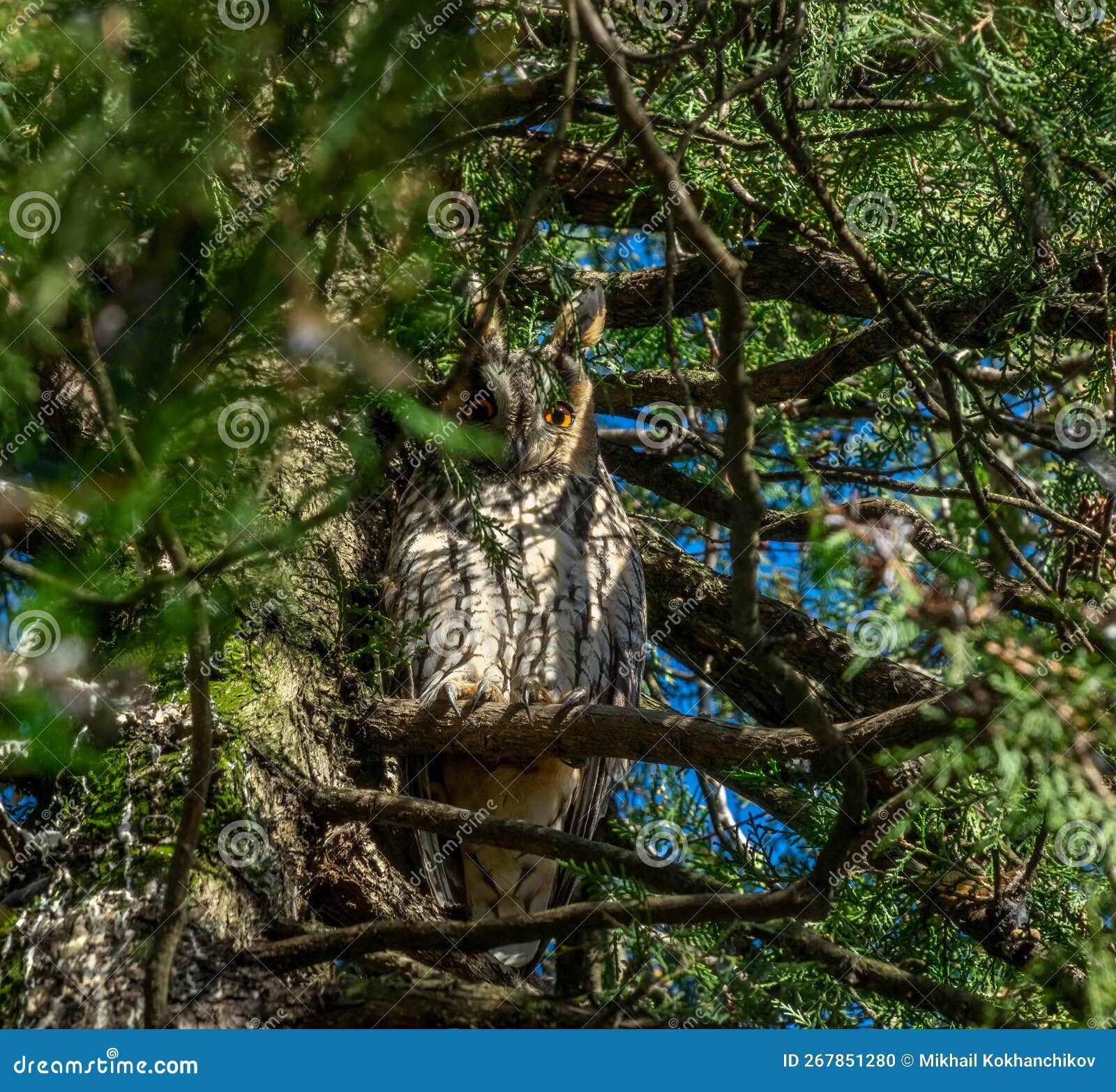 Long-eared Owl on Pine Tree Stock Photo - Image of look, tree: 267851280