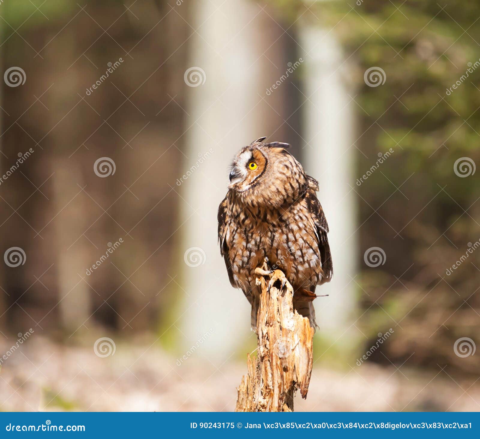 Long-eared Owl Resting on Stump - Strix Otus Stock Image - Image of ...