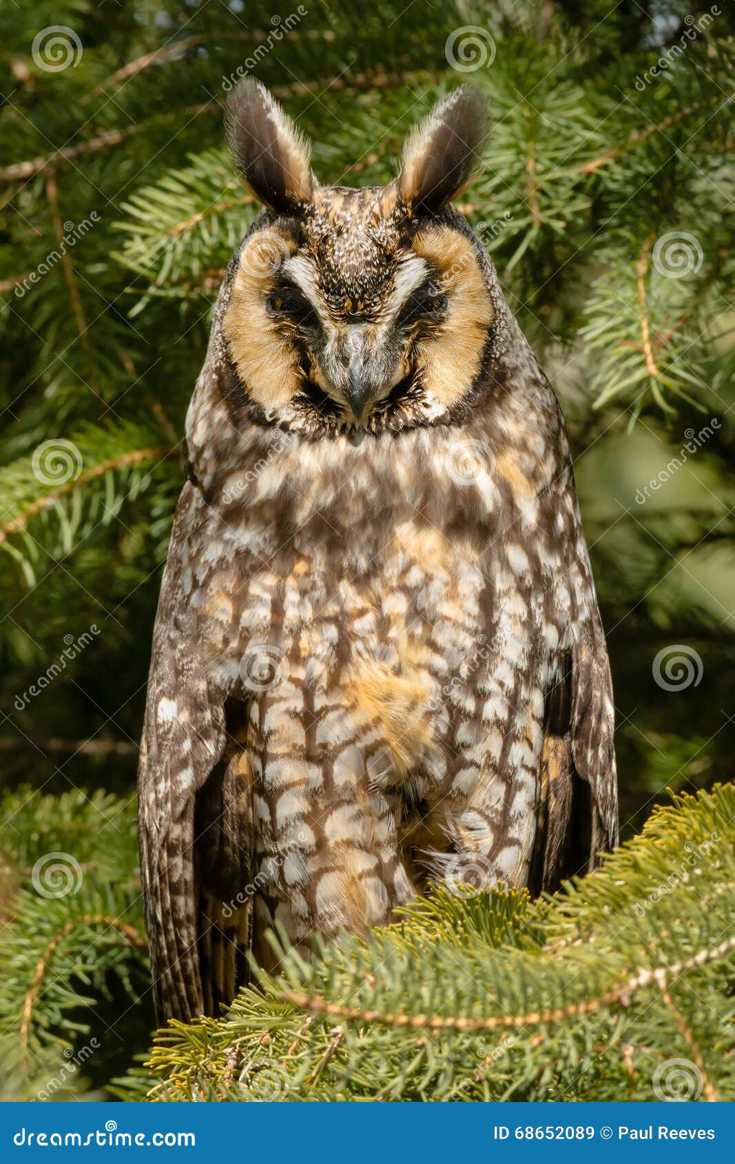 Lesser Horned Owl Stock Photos - Free & Royalty-Free Stock Photos from ...