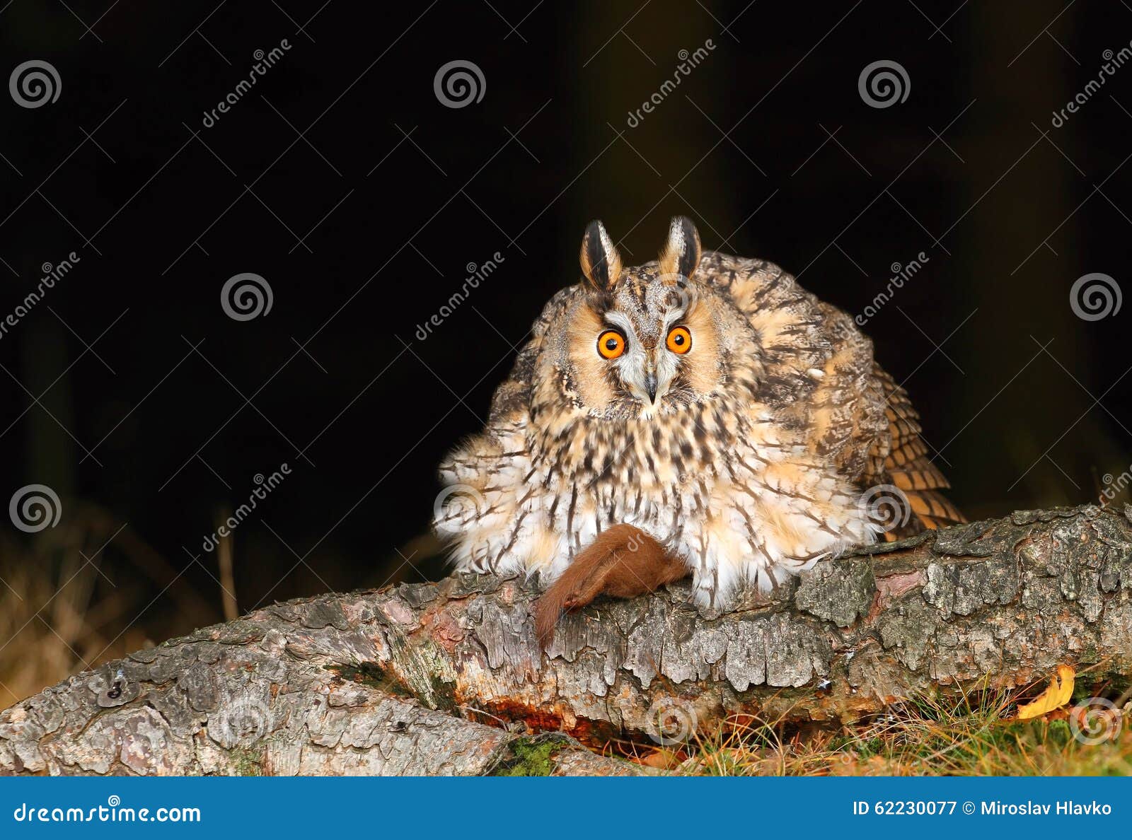 Long eared owl ruffled stock image. Image of killer, falconry - 62230077