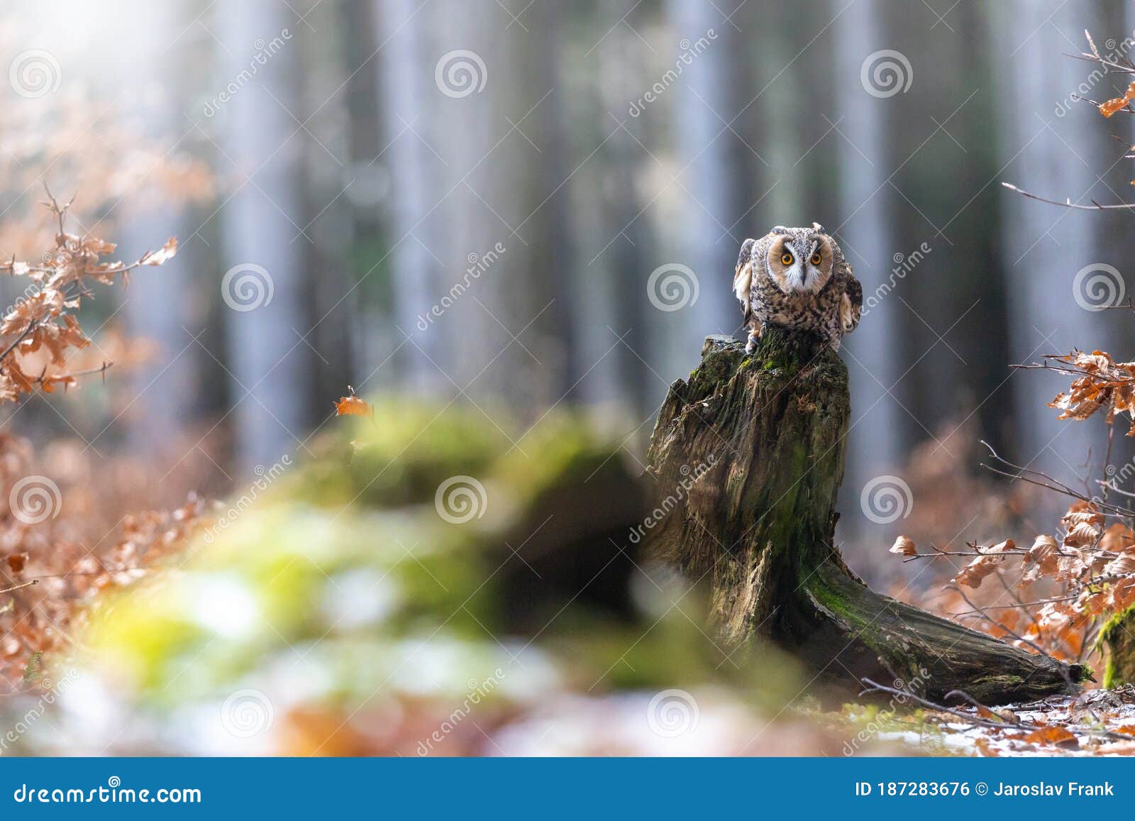 Long-eared Owl is Sitting on a Tree Stump Stock Photo - Image of animal ...
