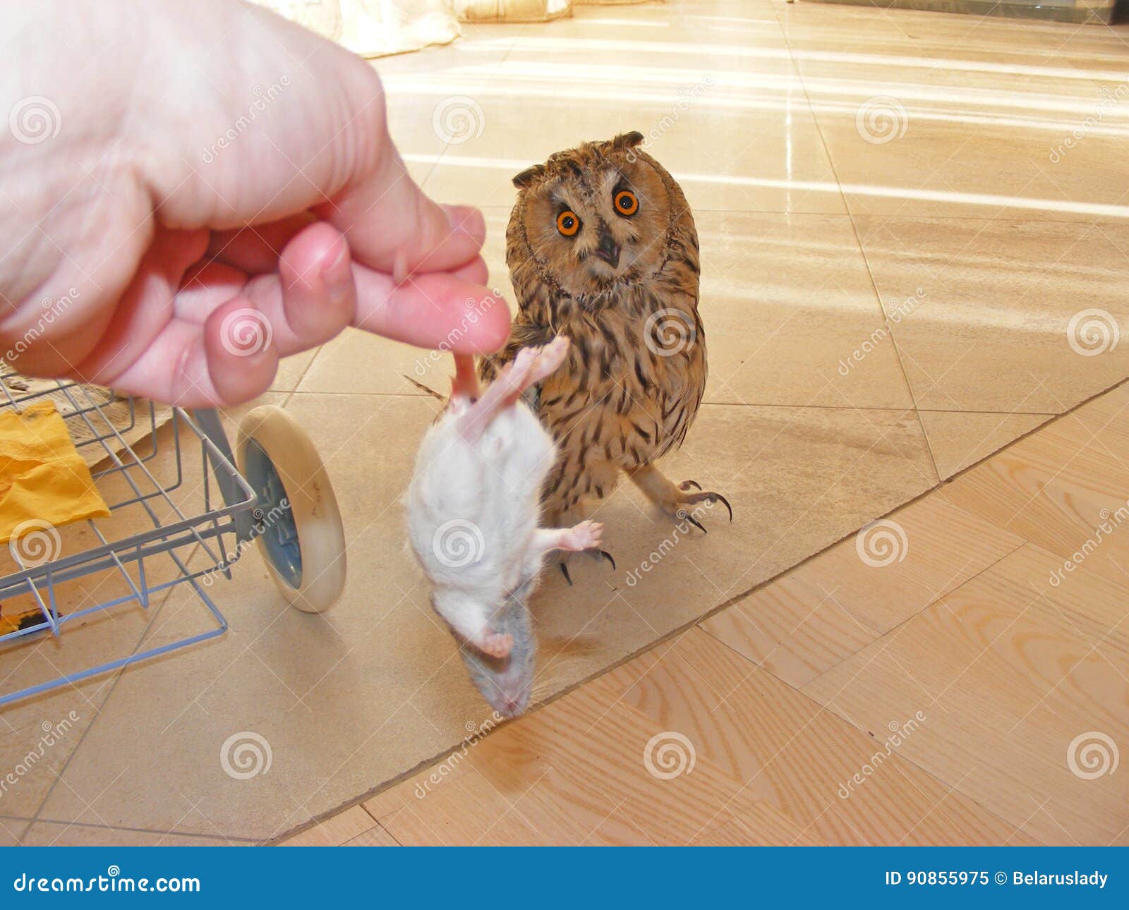 The Long-Eared Owl - Standing Eat a Mouse Stock Image - Image of bird ...