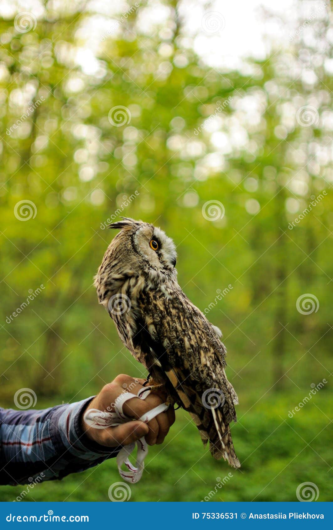 Long Eared Owl Standing on the Human Hands Stock Image - Image of long ...