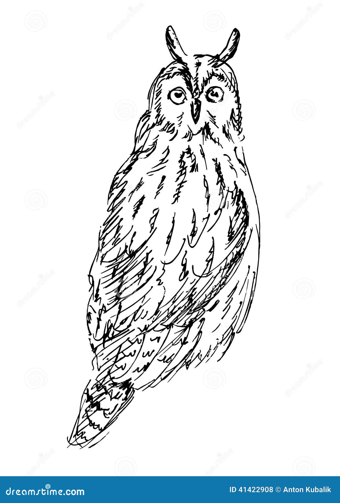 Long-eared Owl stock vector. Illustration of single, large - 41422908